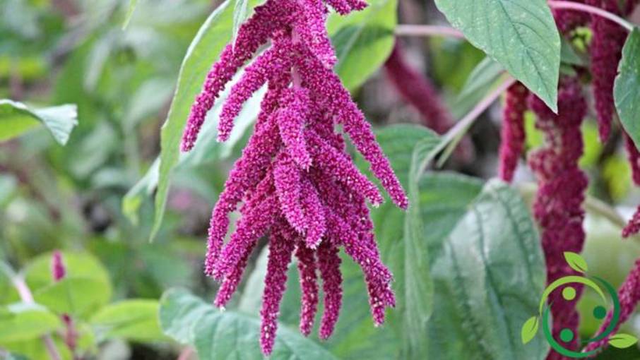 How to grow amaranth: techniques and uses of the plant ...
