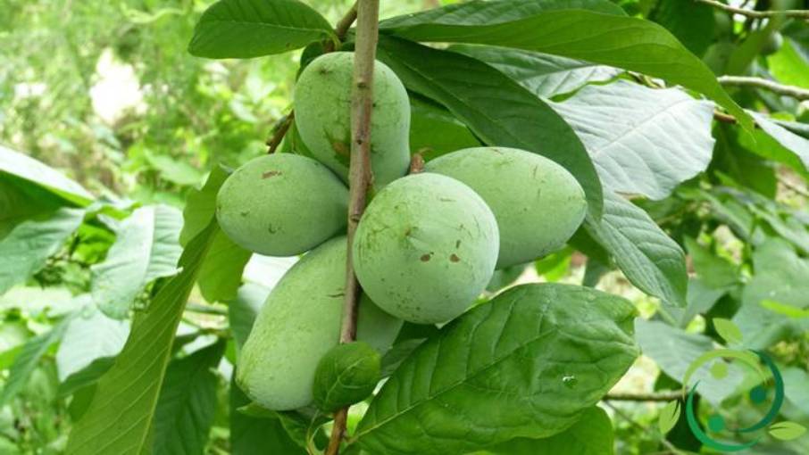 How to cultivate Asimina triloba: technique and useful tricks ...