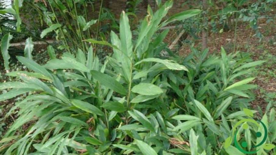 Cómo cultivar Cardamomo: técnica y precauciones necesarias