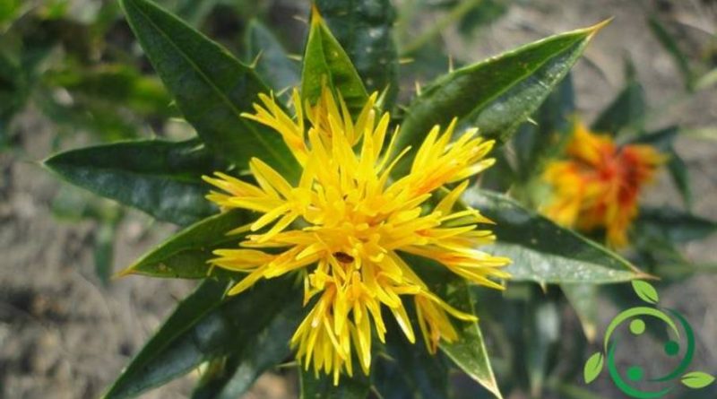 Cómo cultivar cártamo: técnica y trucos útiles ...