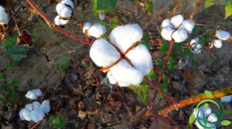 Come coltivare il cotone: tecnica per scopi produttivi od ornamentali