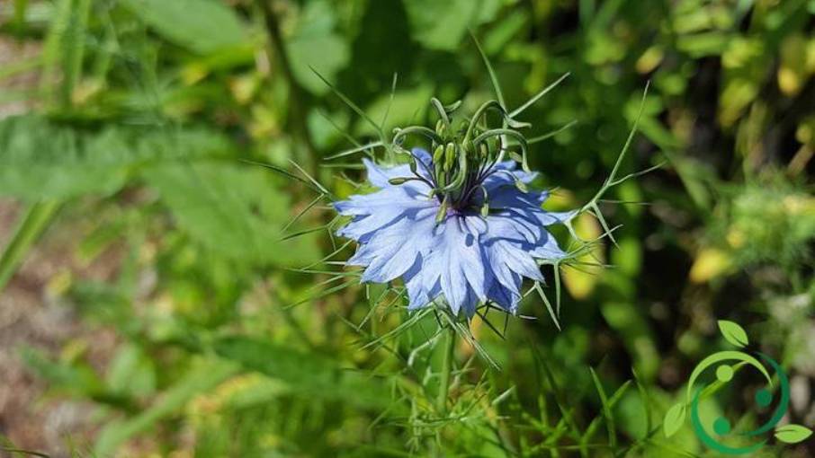 How to grow Nigella sativa: technique in the garden or in pots ...