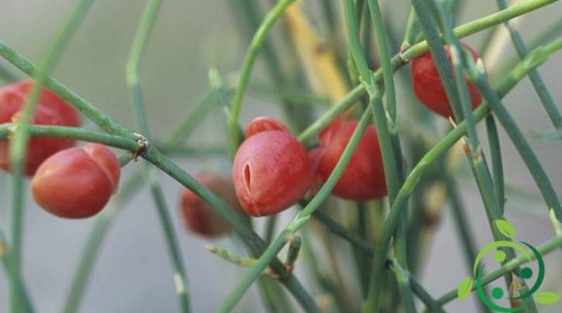 Efedrina: presencia de este alcaloide en algunas plantas y su
