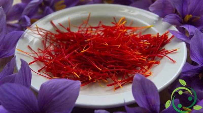 How to dry saffron: techniques, tricks and advice ...