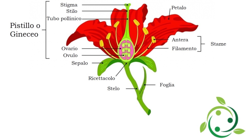 The Gynaeceum: morphology, function, types, differentiations ...
