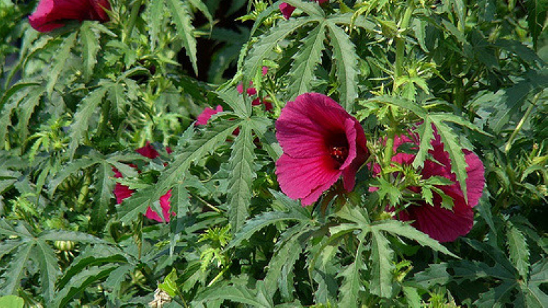 Hibiscus cannabinus: Systematics, Etymology, Habitat, Cultivation