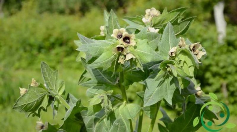 Escopolamina: usos, plantas de origen y antiguas tradiciones