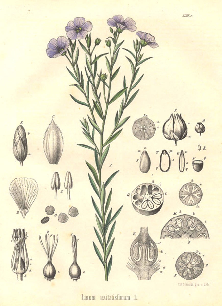 Linum usitatissimum: Sistemática, Etimología, Hábitat, Cultivo
