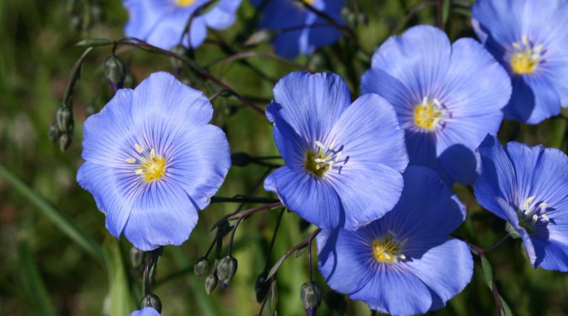 Linum usitatissimum: Sistemática, Etimología, Hábitat, Cultivo