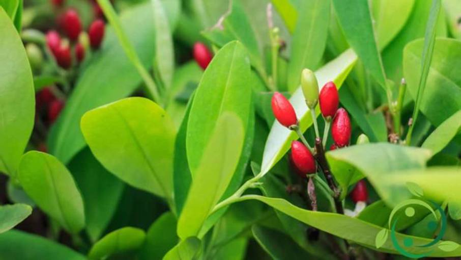 Cocaína: historia, costumbres y tradiciones de los 8.000 años