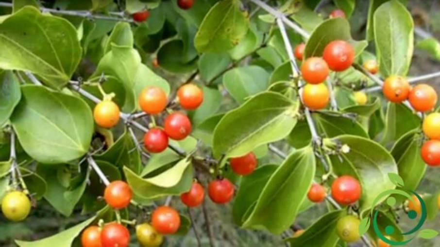 Strychnine: occurrence in nature, extraction, uses and toxicity