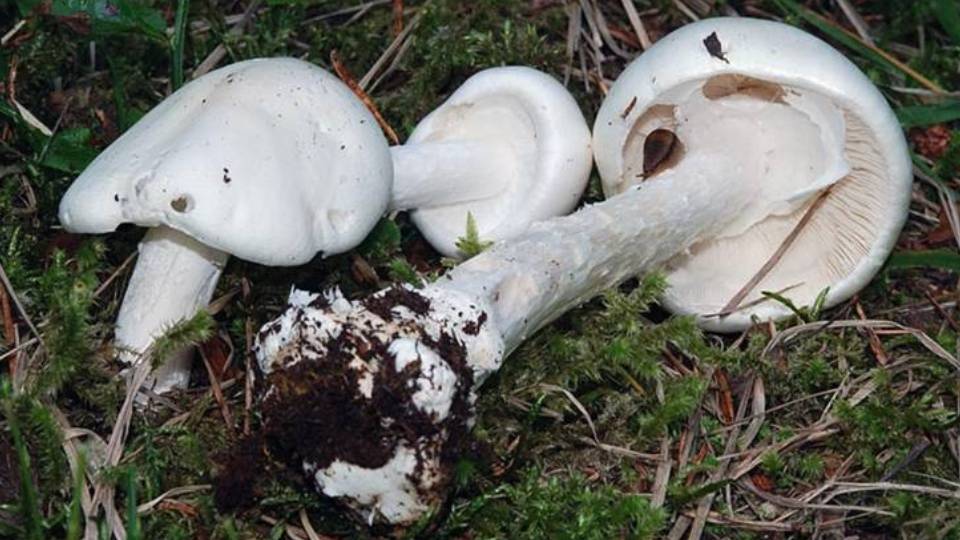 Amanita virosa: Systematics, Etymology, Habitat, Description ...