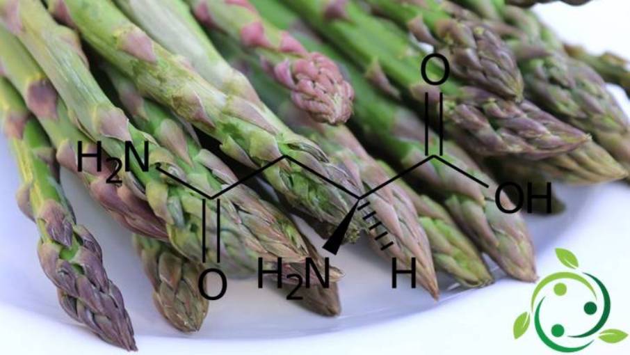 Asparagine: presence in foods and relationship with ...