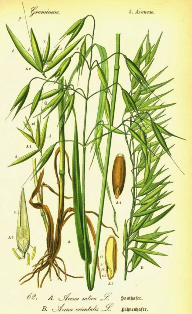 Avena sativa: Systematics, Etymology, Habitat, Description ...