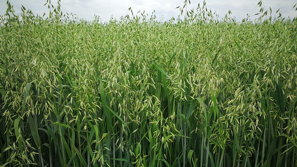 Avena sativa: Sistemática, Etimología, Hábitat, Descripción...