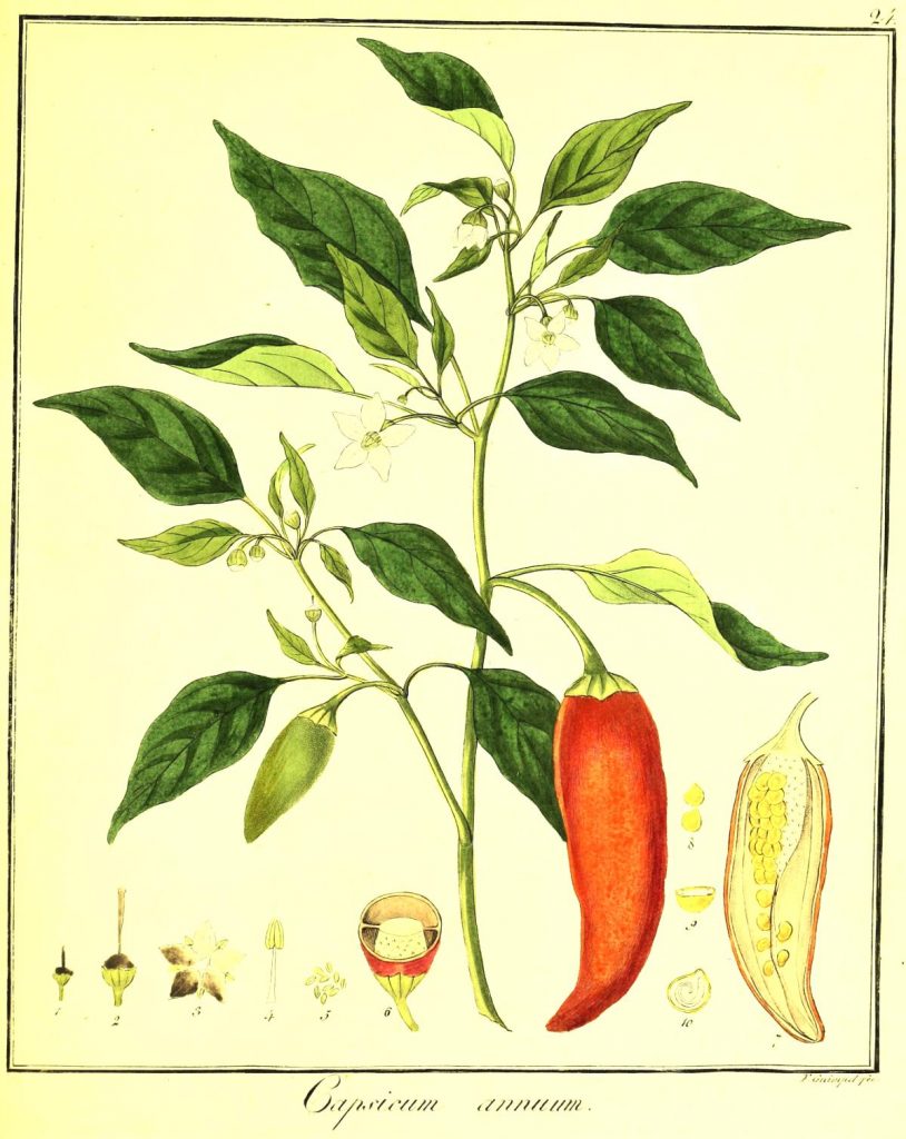 Capsicum annuum: Systematics, Etymology, Habitat, Cultivation