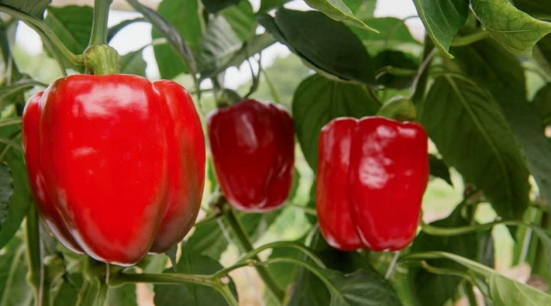 Capsicum annuum: Systematics, Etymology, Habitat, Cultivation