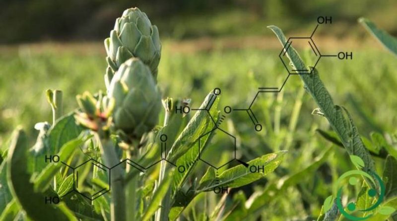 Cynarin: properties and therapeutic characteristics of this