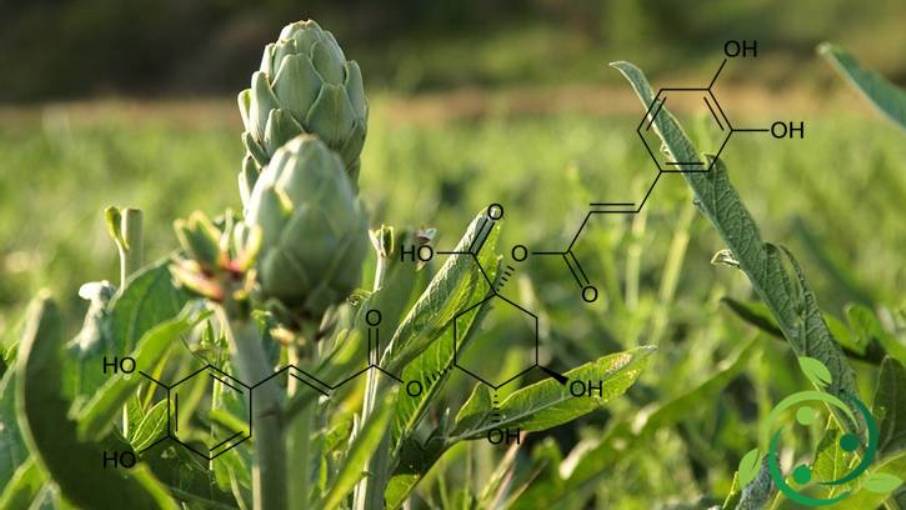 Cinarina: propiedades y características terapéuticas de esta