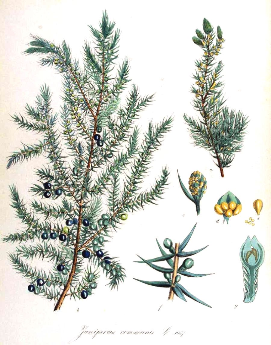 Juniperus communis: Sistematica, Etimologia, Habitat, Coltivazione