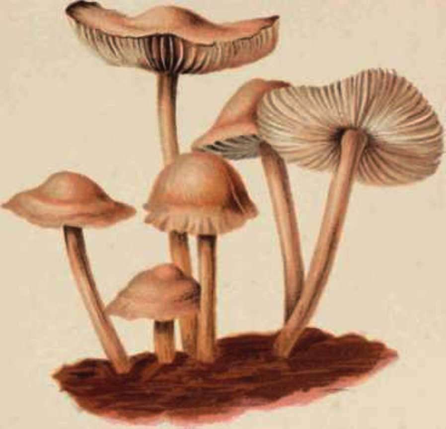 Marasmius oreades: Systematics, Etymology, Habitat, Description