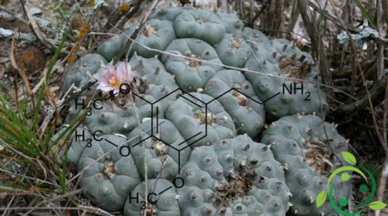 Mescaline: properties, uses and presence in peyote ...