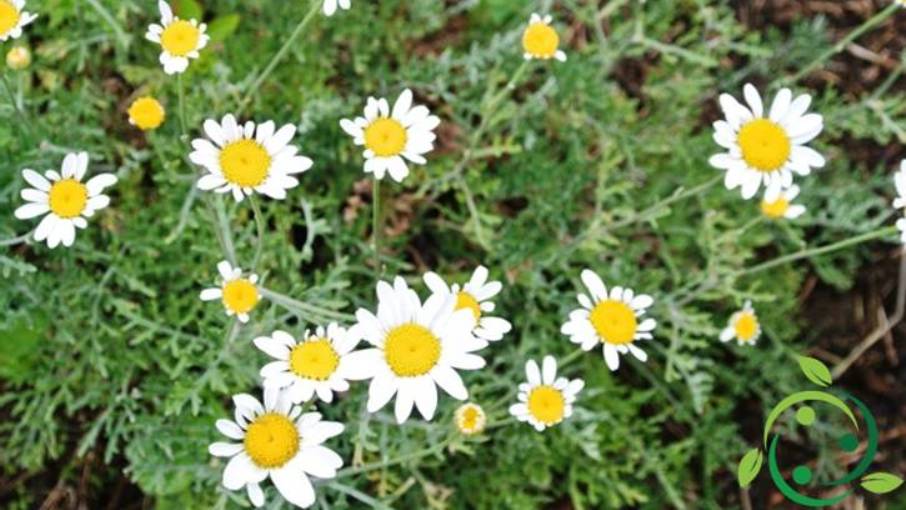 Pyrethrum: chemical formula, insecticidal action, plant of origin ...