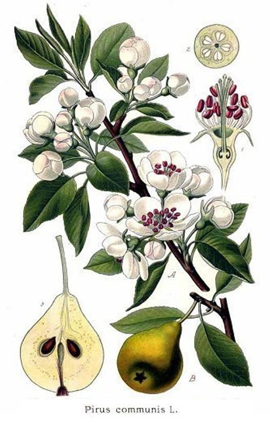 Pyrus communis: Systematics, Etymology, Habitat, Cultivation ...