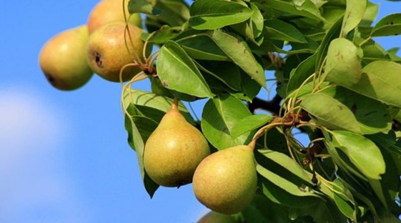 Pyrus pyraster: Sistematica, Etimolgia, Habitat, Coltivazione ...