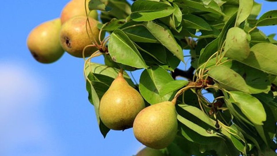 Pyrus pyraster: Systematics, Etymology, Habitat, Cultivation ...