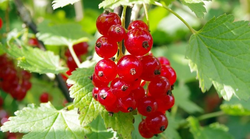 Ribes rubrum: Systematics, Etymology, Habitat, Cultivation ...