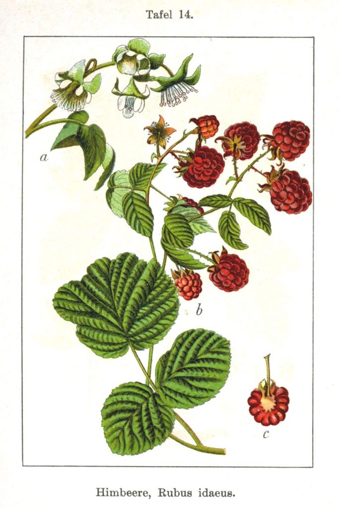 Rubus idaeus: Sistematica, Etimologia, Habitat, Coltivazione ...