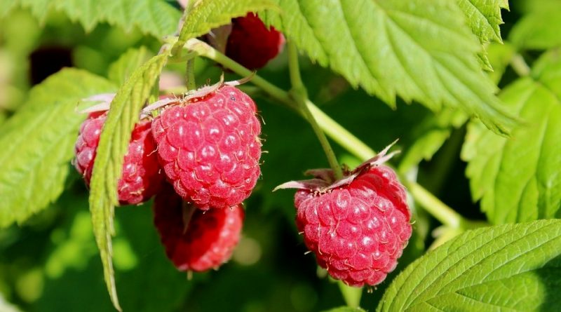 Rubus idaeus: Sistematica, Etimologia, Habitat, Coltivazione ...