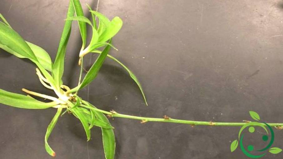 Stolon: functions, physiology and methods of propagation of