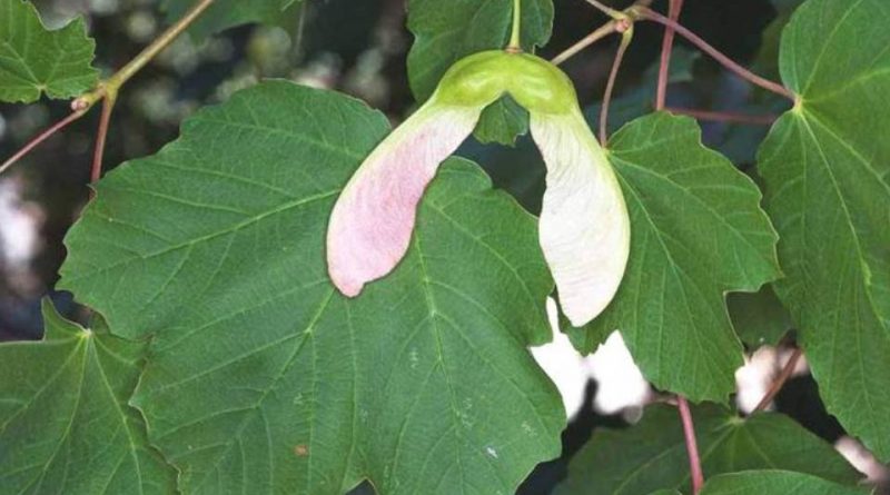 Acer opalus: Systematics, Etymology, Habitat, Cultivation ...