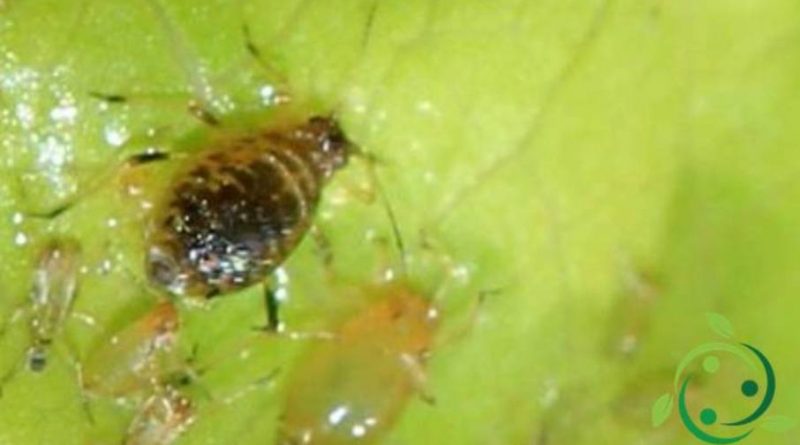 How to fight the brown peach aphid in a biological way ...