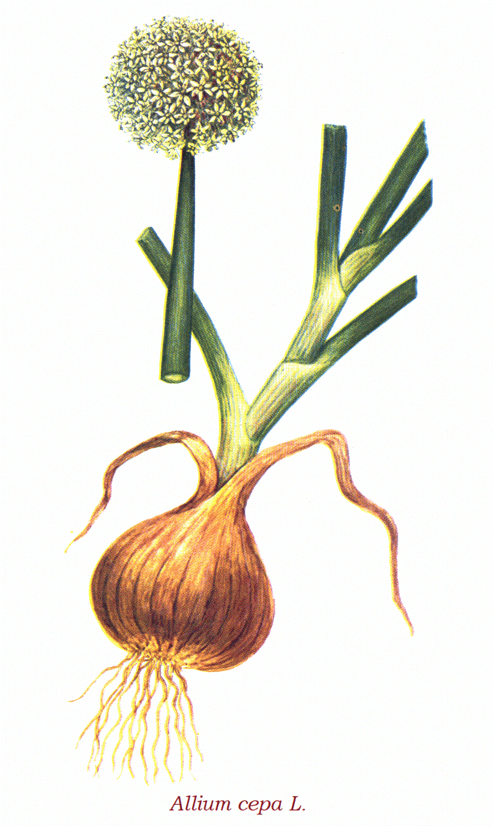 Allium Cepa
