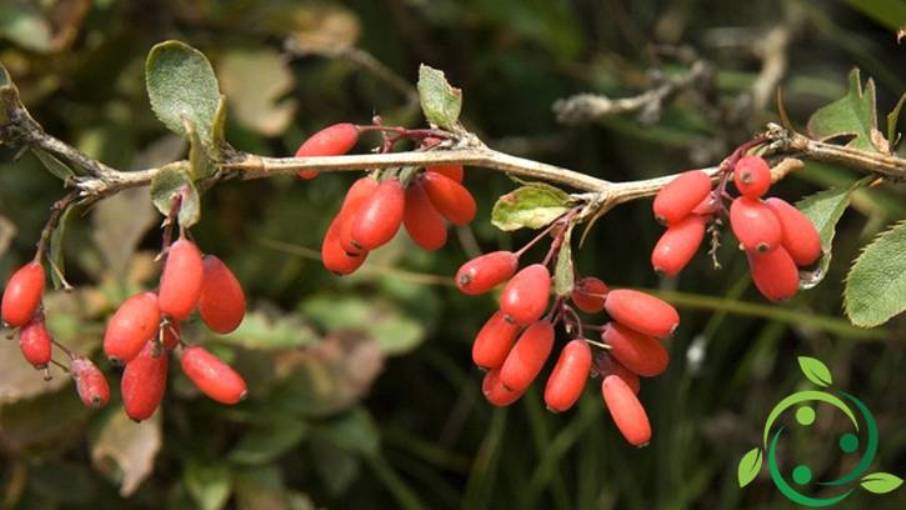 Berberina: fórmula, propiedades y plantas de origen...