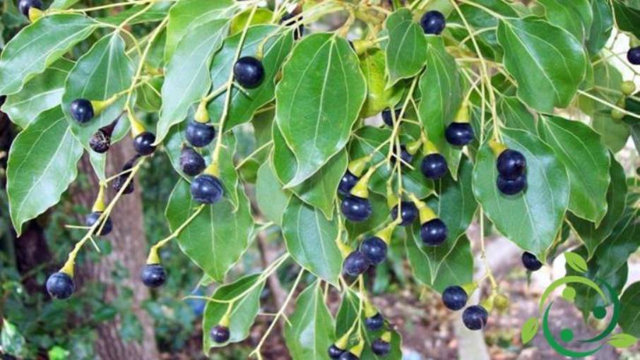 Alcanfor: plantas de las que se extrae, características, usos