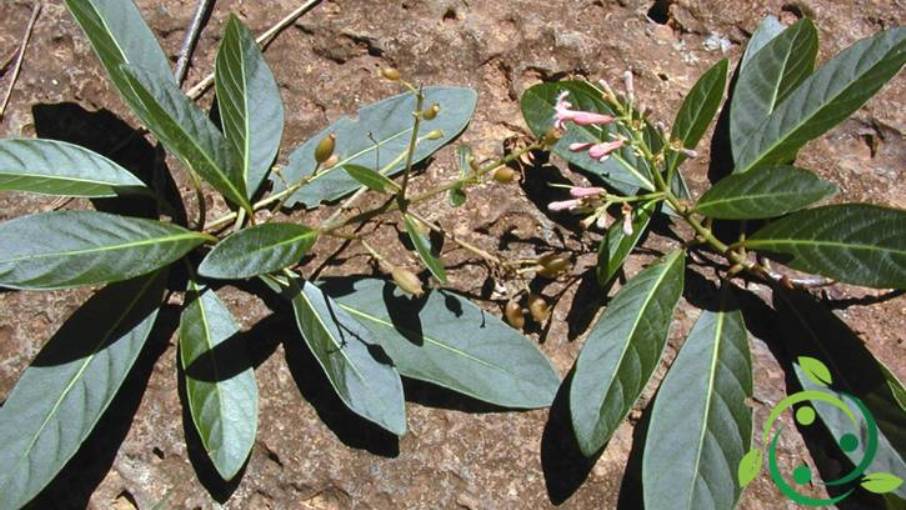 Quinina: leyenda, historia, origen, usos y contraindicaciones...