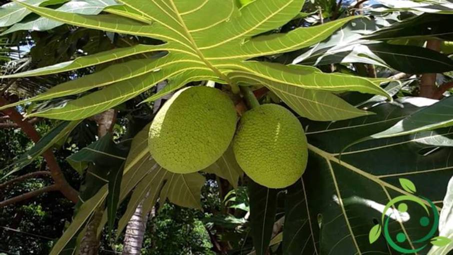 How to grow breadfruit: technique and useful tricks ...