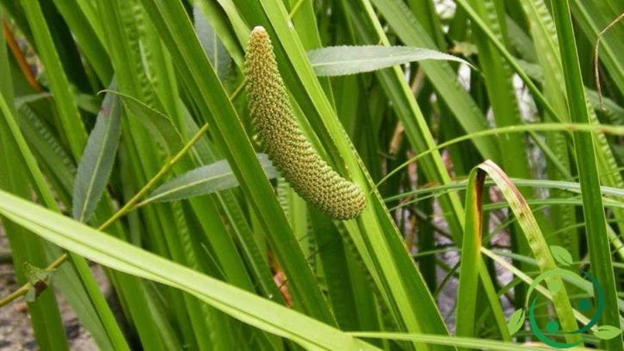 Come coltivare il calamo aromatico: tecnica agronomica e consigli