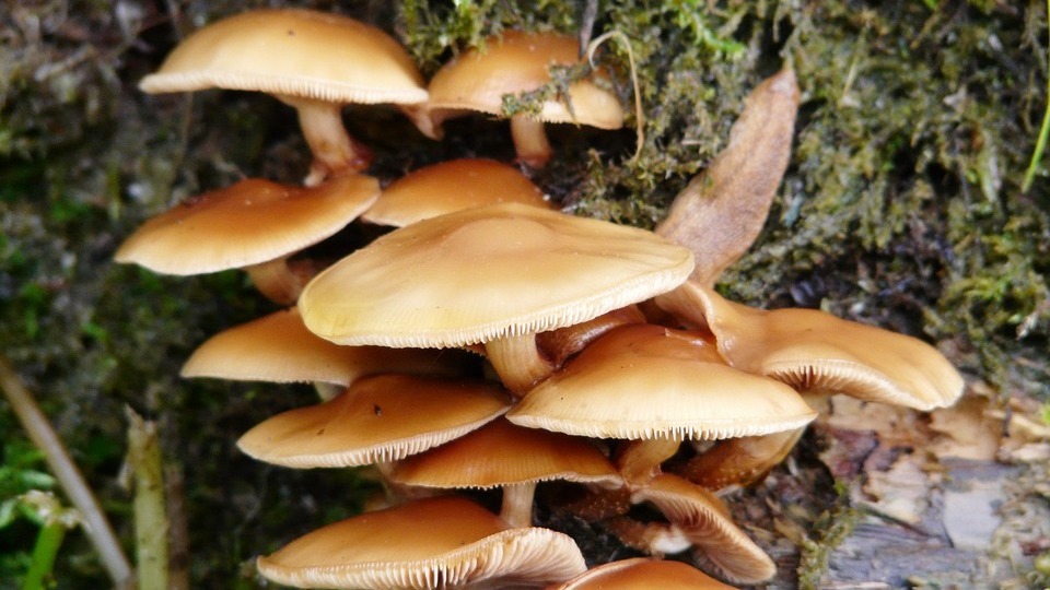 Flammulina velutipes: Systematics, Etymology, Habitat, Description