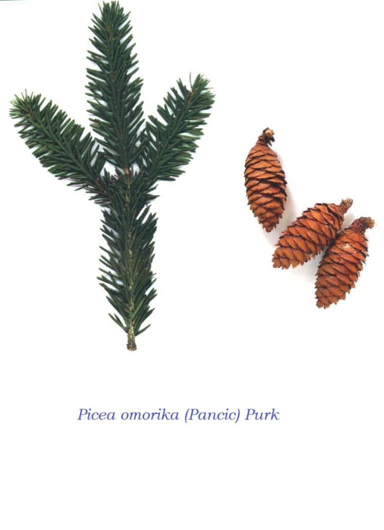 Picea omorika: Sistematica, Etimologia, Habitat, Descrizione ...
