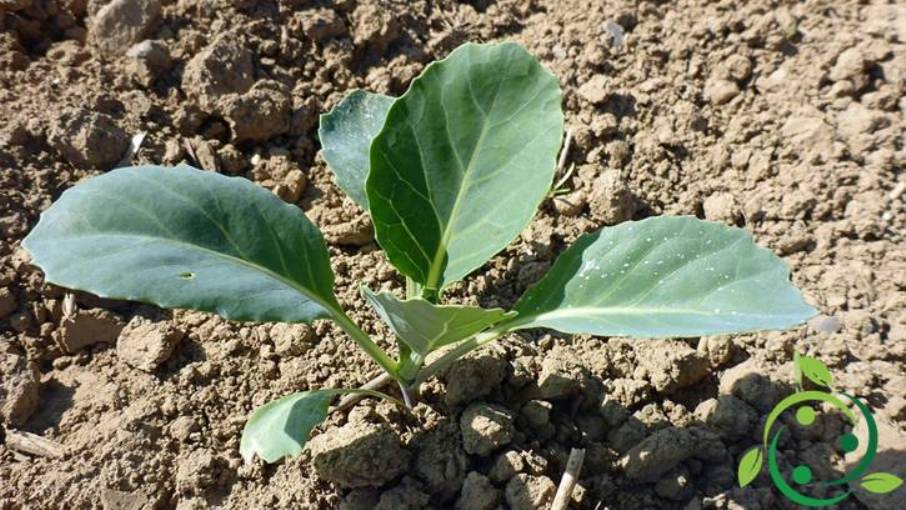 Role of Calcium in plants: deficiencies and excesses of this ...