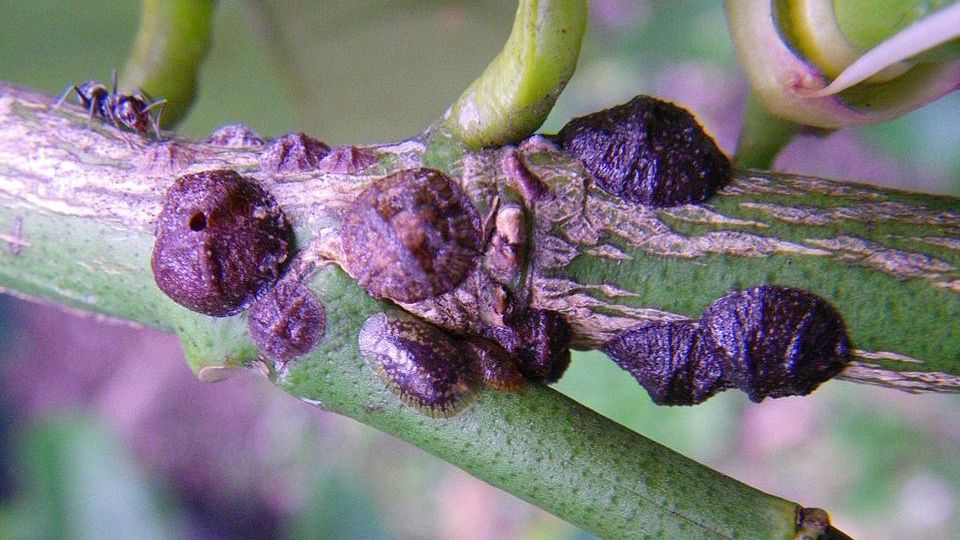 Saissetia oleae: Sistemática, Hábitat, Ciclo de vida...