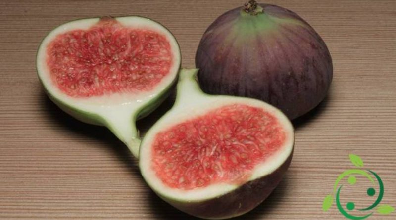 Syconium: morphology, characteristics and differentiations ...