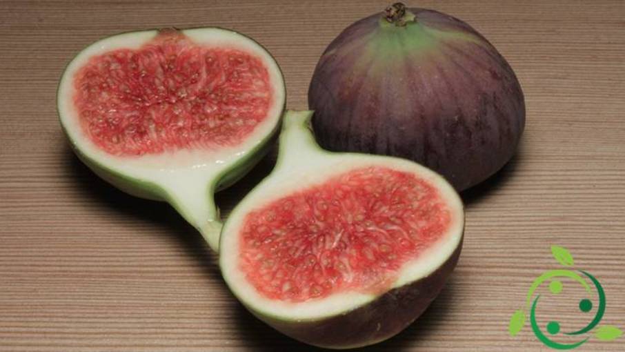 Syconium: morphology, characteristics and differentiations ...