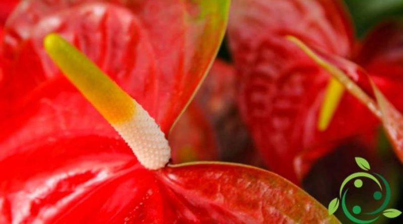 Spadix: characteristics, morphology, type of pollination ...