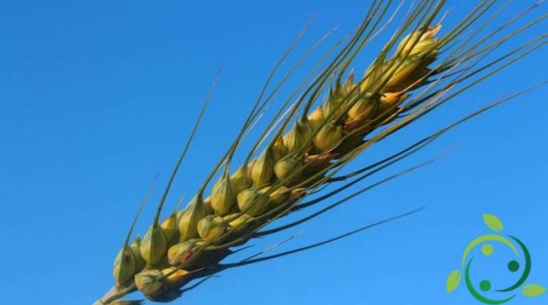 La spiga: morfologia, caratteristiche, etimologia del termine ...